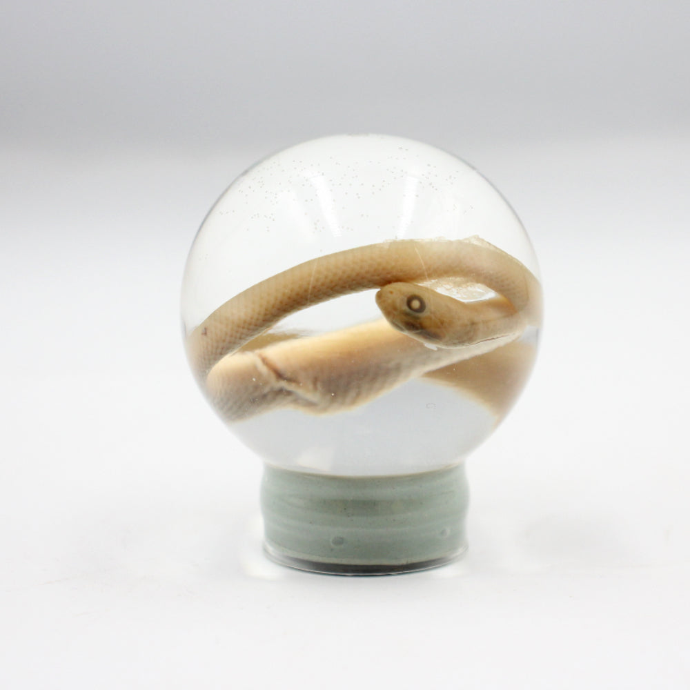Wet Specimens - Rest in Pieces