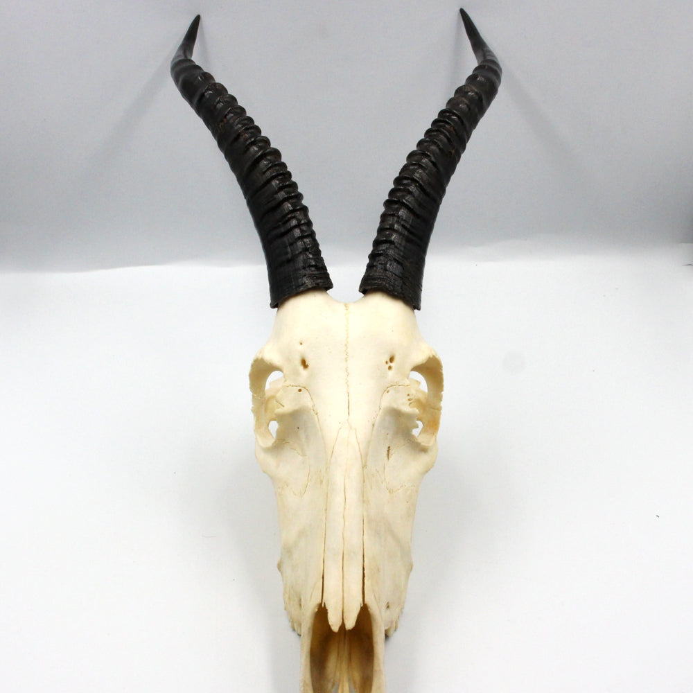Blesbok Skull
