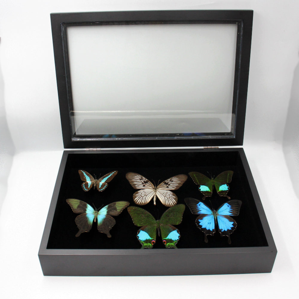 Insect Preservation Supplies - Rest in Pieces