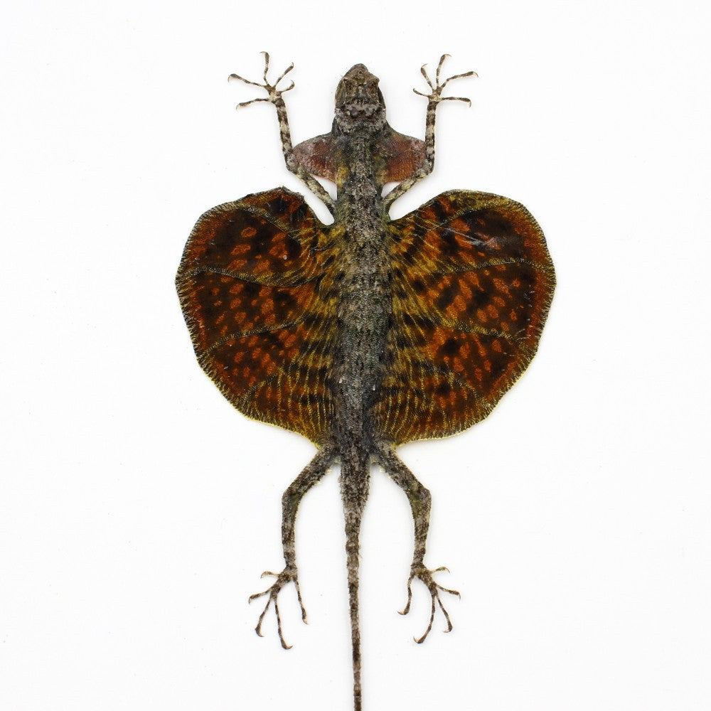 Flying Draco Lizard