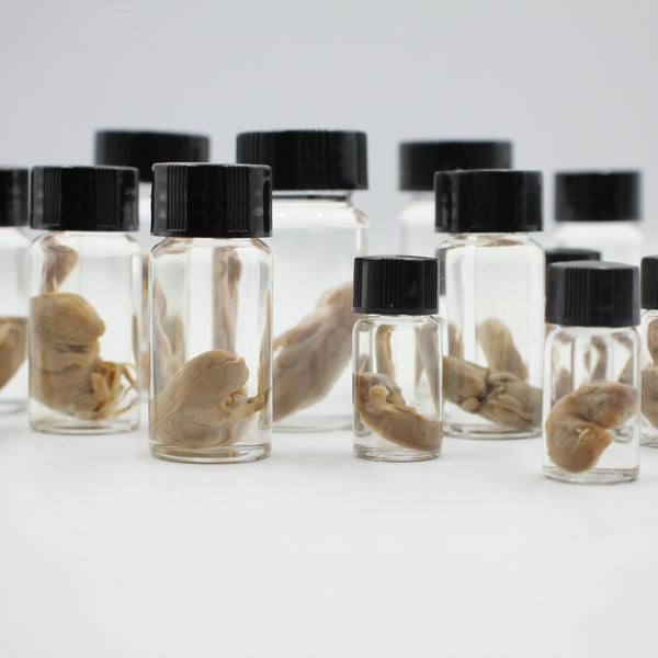 Wet Specimens - Rest in Pieces
