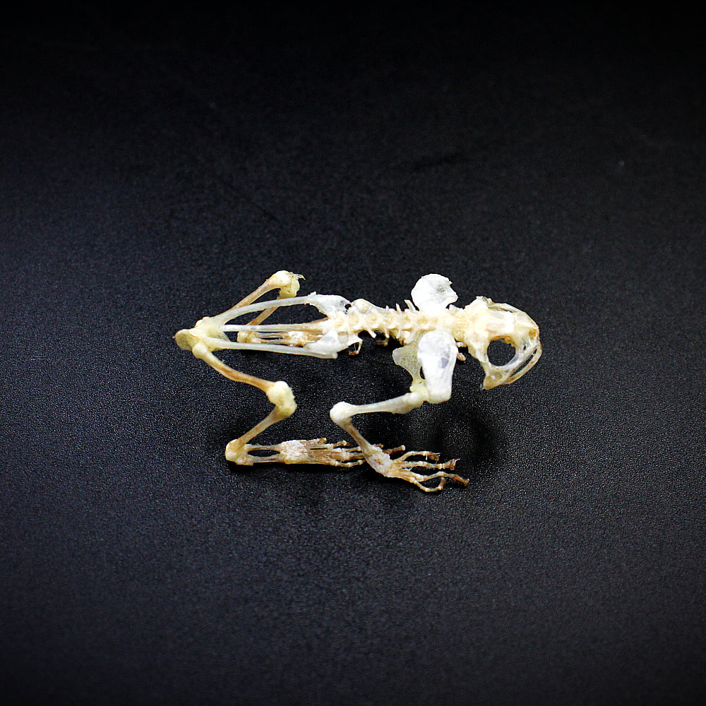Toad Skeleton