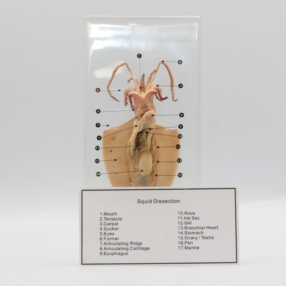 Squid Dissection Pen