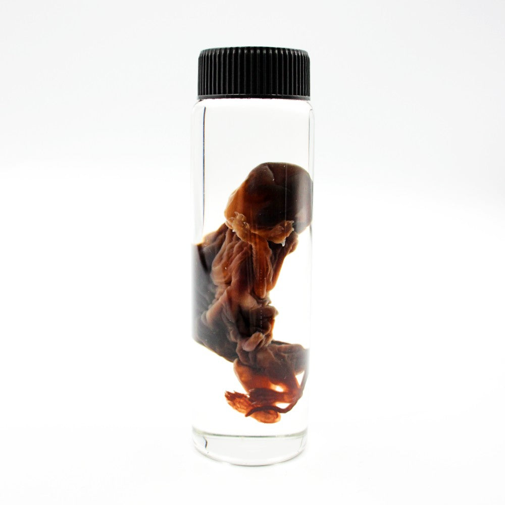Wet Specimens - Rest in Pieces